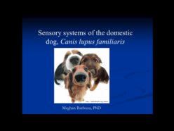 Sensory Systems of the Domestic Dog