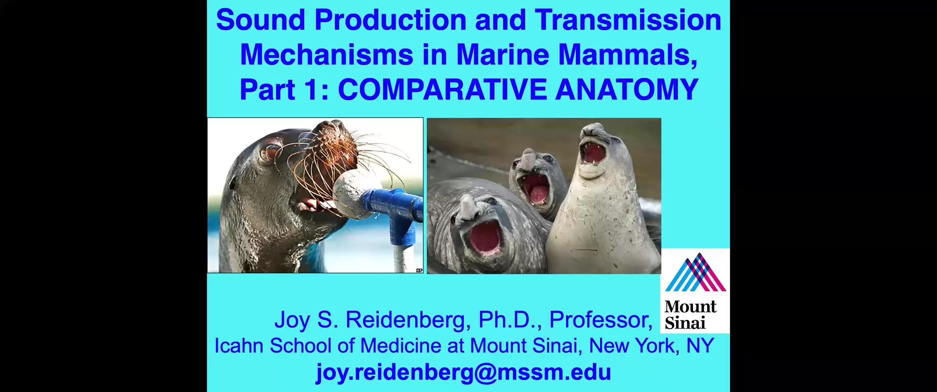 Marine Mammal Acoustic Anatomy Part 1