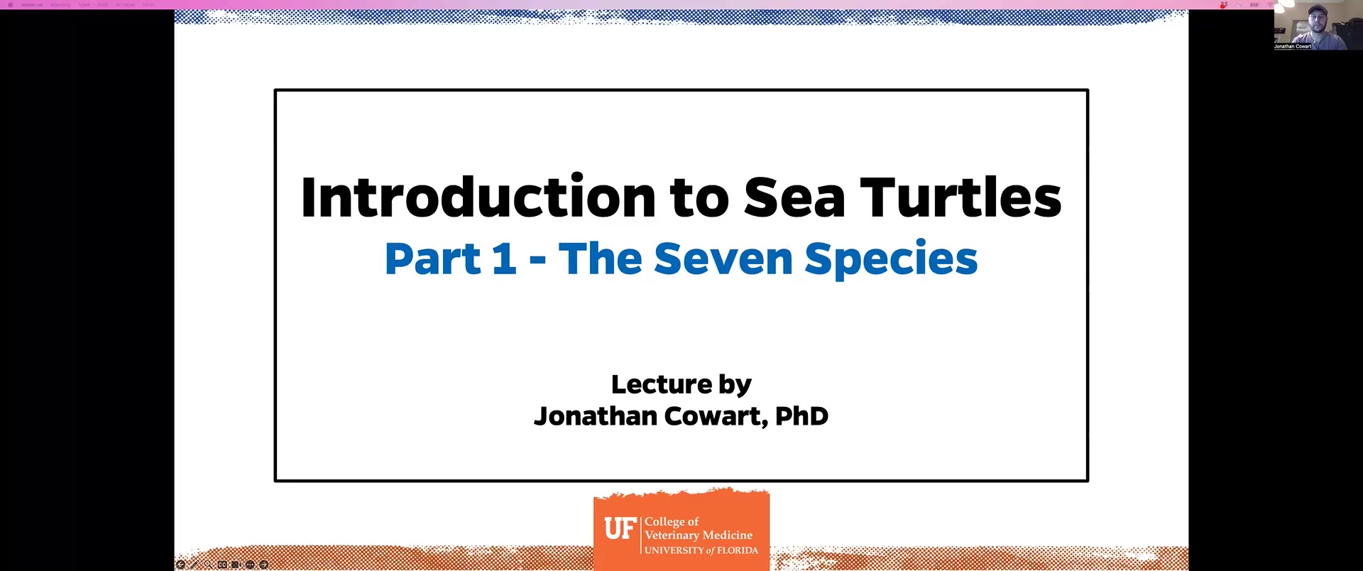 Introduction to Sea Turtles Part 1 - The Seven Species