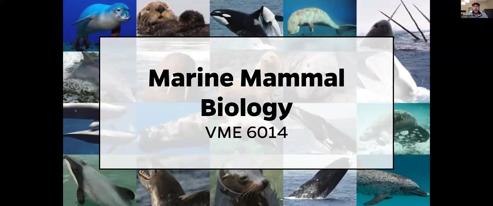 Marine Mammal Biology Course Overview